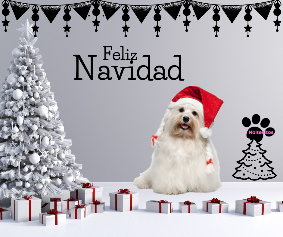 IDEAS FOR CHRISTMAS – Maltesitos